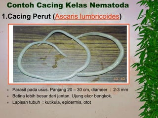 Klasifikasi Nemathelminthes | PPTX