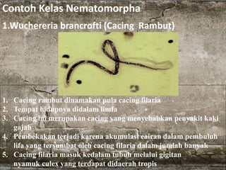 Klasifikasi Nemathelminthes | PPTX