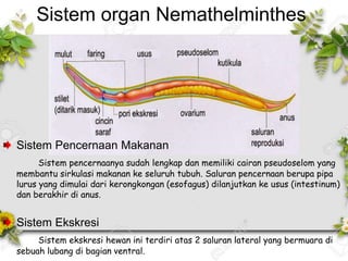 Klasifikasi Nemathelminthes | PPTX