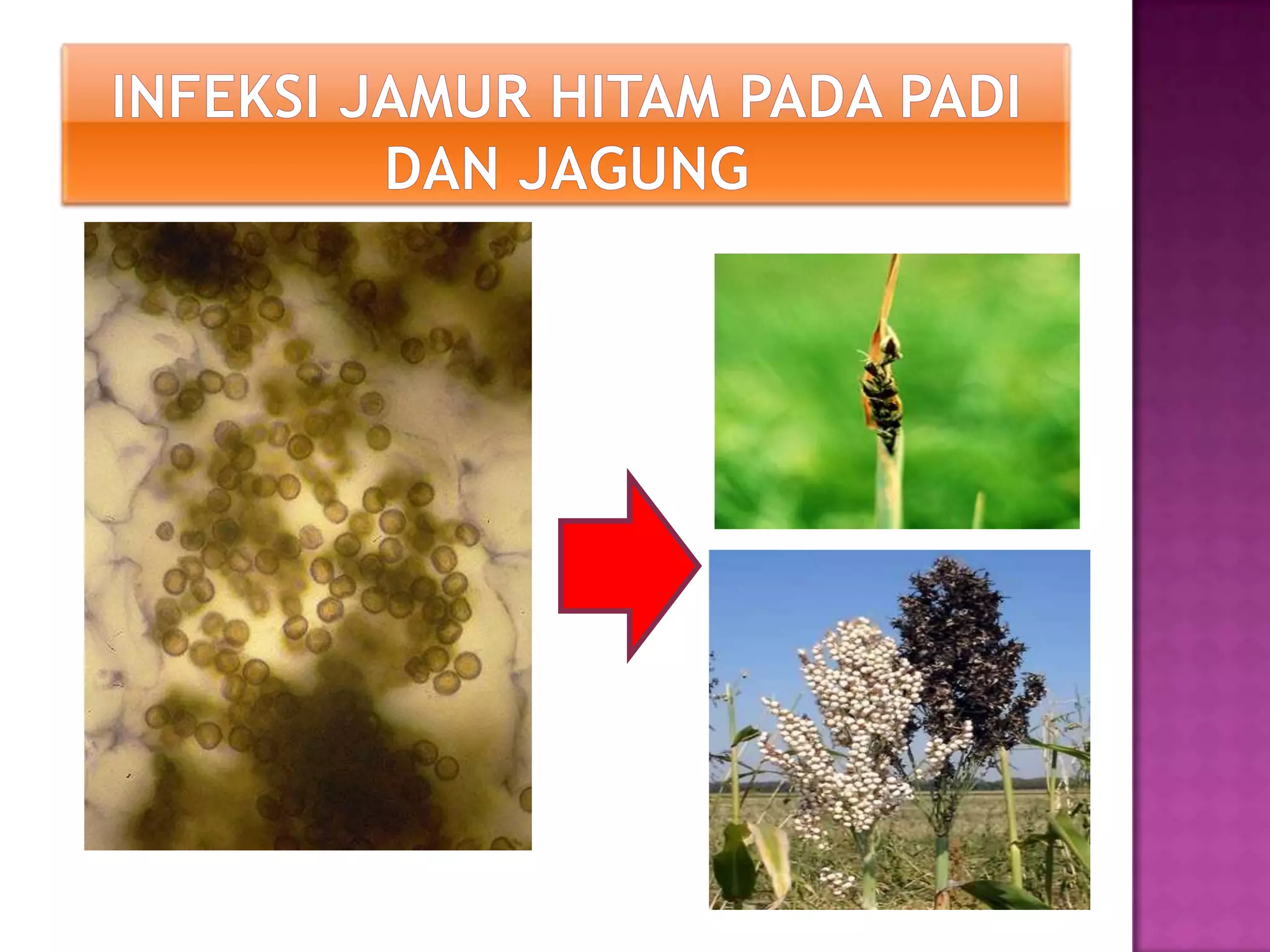 Presentasi no 3 2_penggolongan jamur dan karakteristik penyakit yang ...