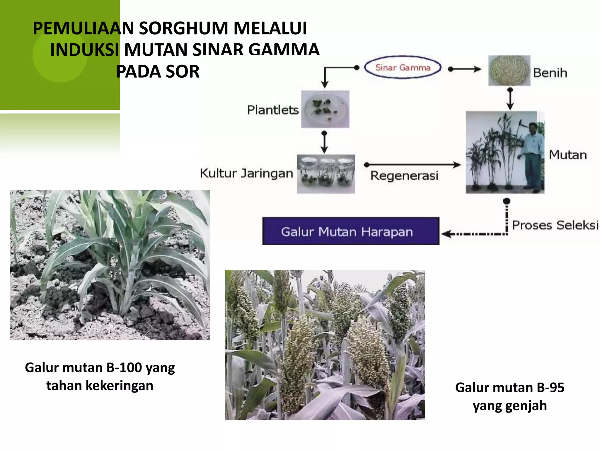 Presentasi no 3 3_pemuliaan tanaman gandum sorghum | PPT