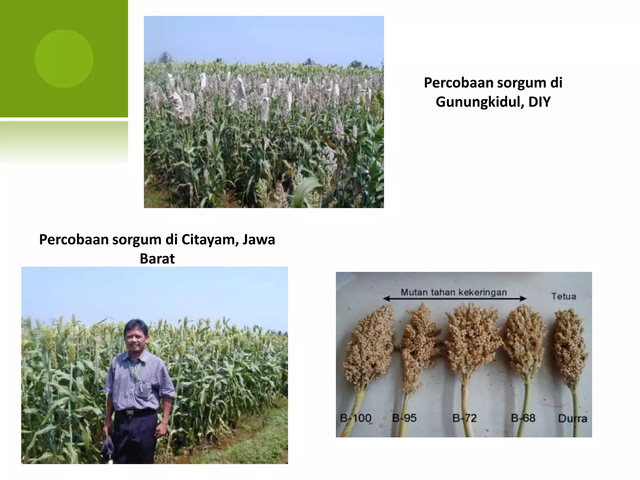 Presentasi no 3 3_pemuliaan tanaman gandum sorghum | PPT