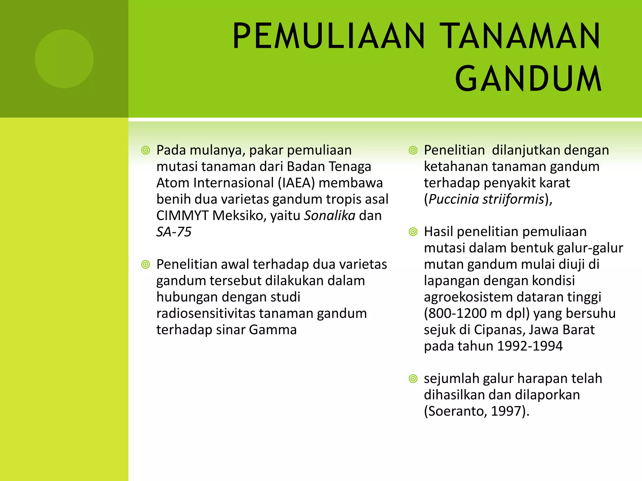 Presentasi no 3 3_pemuliaan tanaman gandum sorghum | PPT