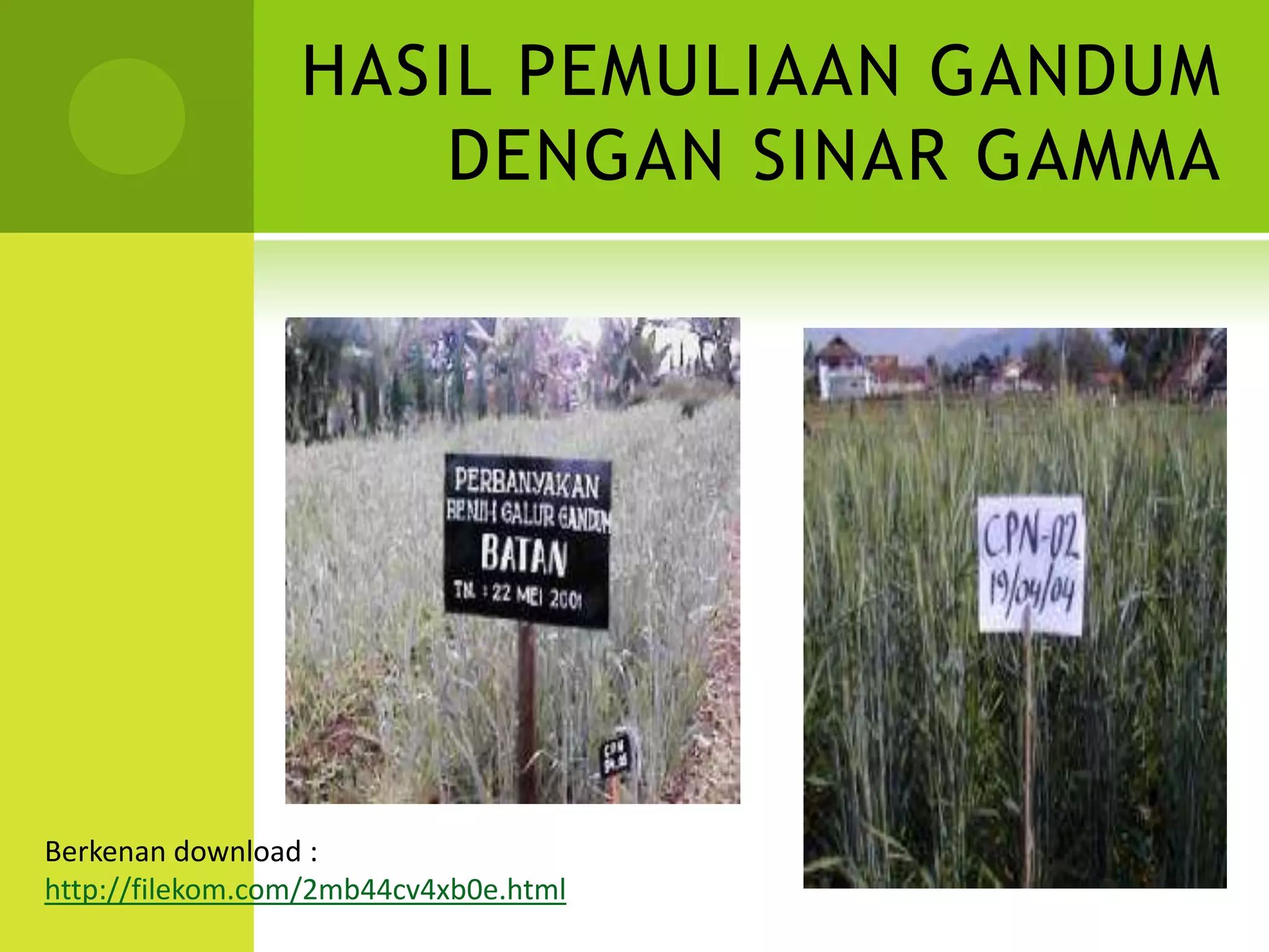 Presentasi no 3 3_pemuliaan tanaman gandum sorghum | PPT