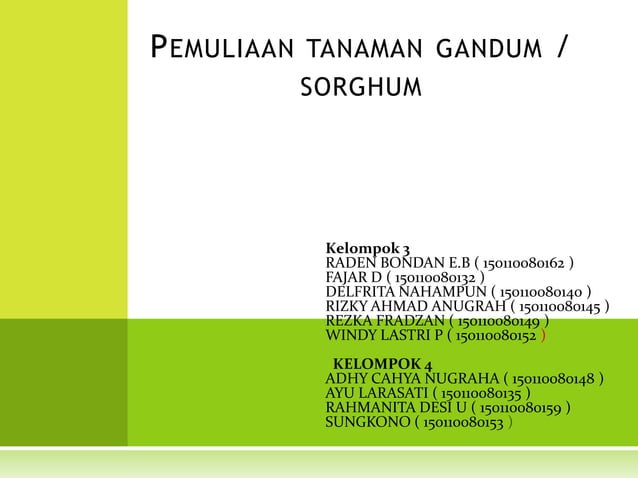 Presentasi no 3 3_pemuliaan tanaman gandum sorghum | PPT