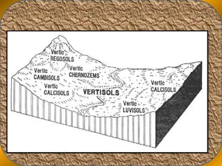Presentasi no 5 1_tanah dengan fisika jelek dan kimia baik (vertisol) | PPT