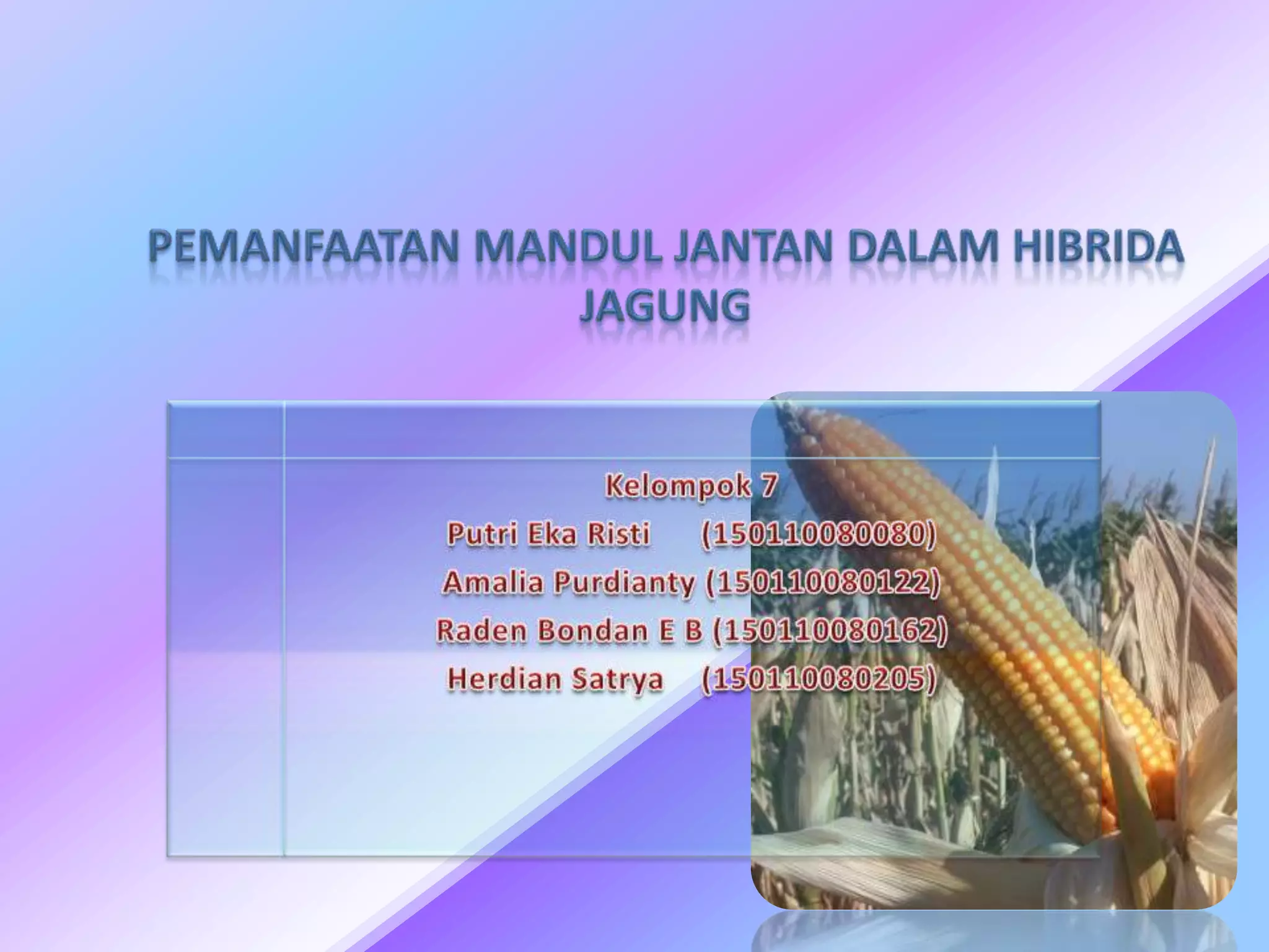 Presentasi no 5 5_pemanfaatan mandul jantan dalam hibrida jagung | PPTX