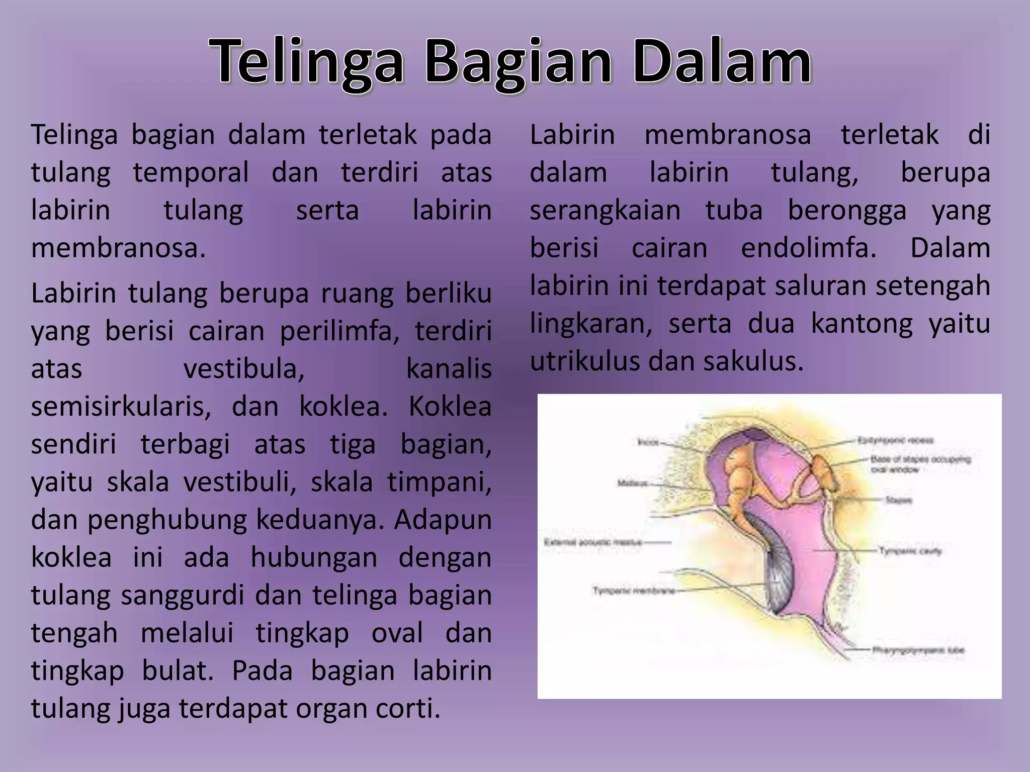 [Biologi] Alat Indra - Telinga, Hidung, dan Lidah | PPTX