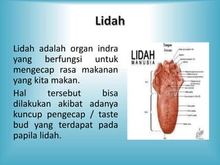 [Biologi] Alat Indra - Telinga, Hidung, dan Lidah | PPTX