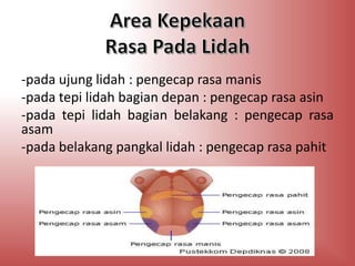 [Biologi] Alat Indra - Telinga, Hidung, dan Lidah | PPTX