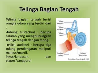 [Biologi] Alat Indra - Telinga, Hidung, dan Lidah | PPTX