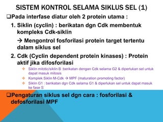 Presentasi patklin Siklus Sel Normal | PPTX