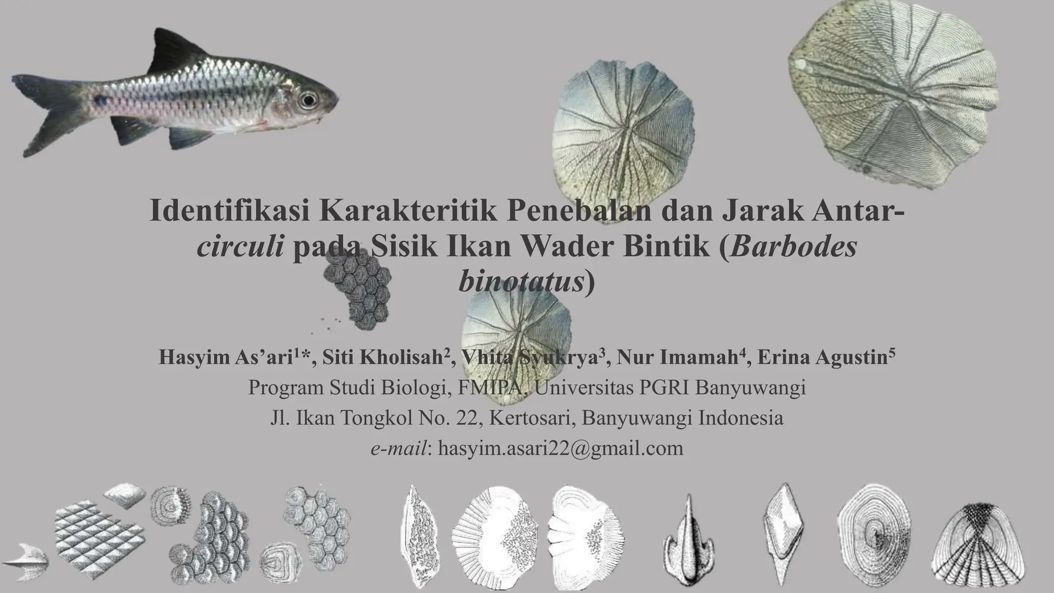 identifikasi circuli sisik ikan wader bintik | PPTX