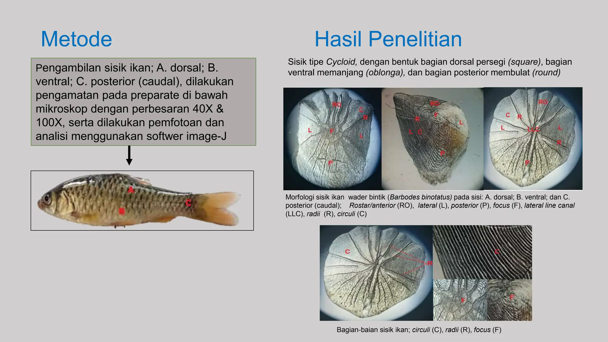 identifikasi circuli sisik ikan wader bintik | PPTX