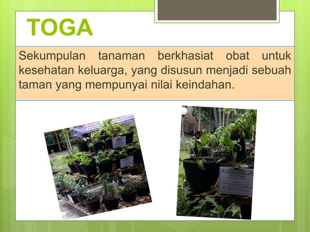 PRESENTASI PEMANFAATAN TOGA DAN AKUPRESERE .ppt