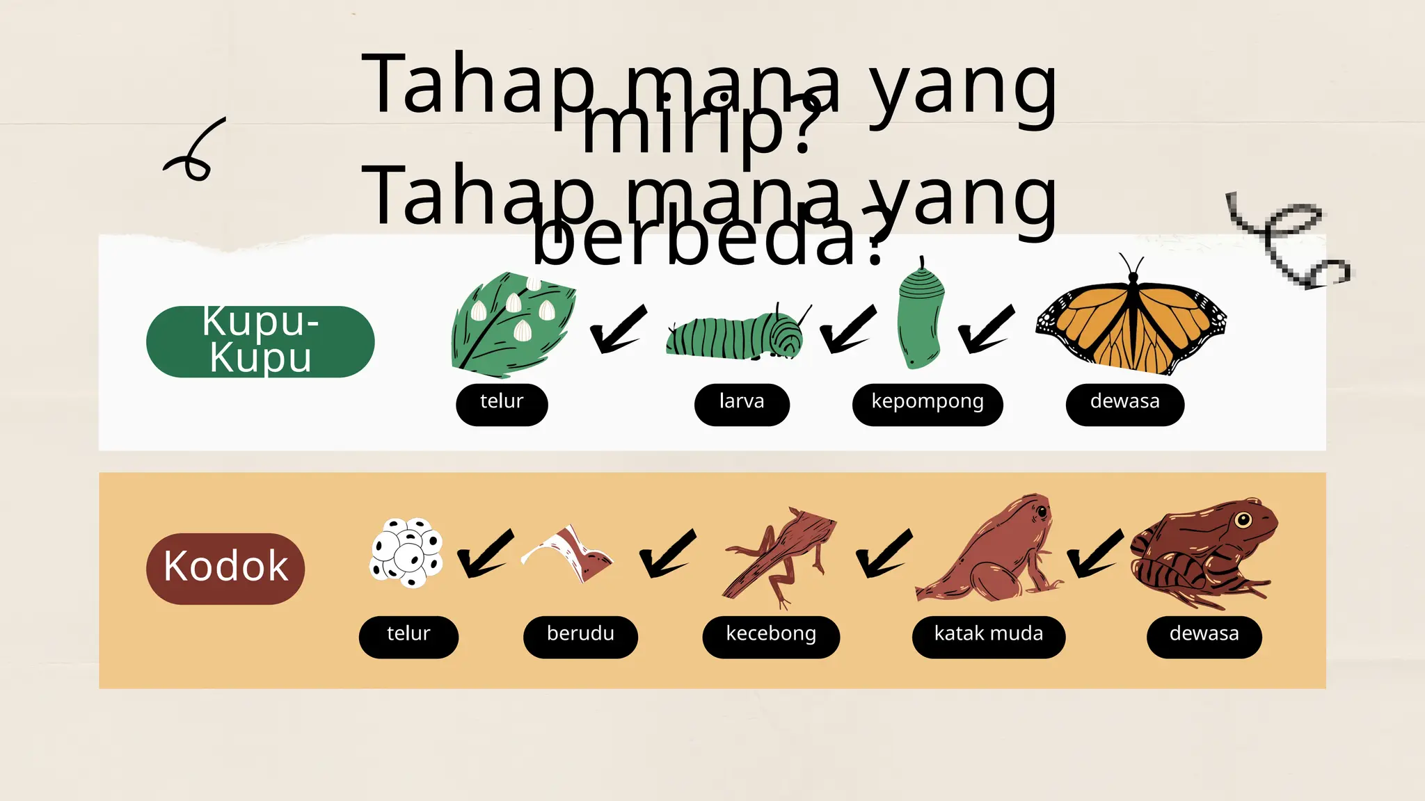 Presentasi Pendidikan Siklus Hidup Manusia dan Hewan Gaya Kolase Rapi ...