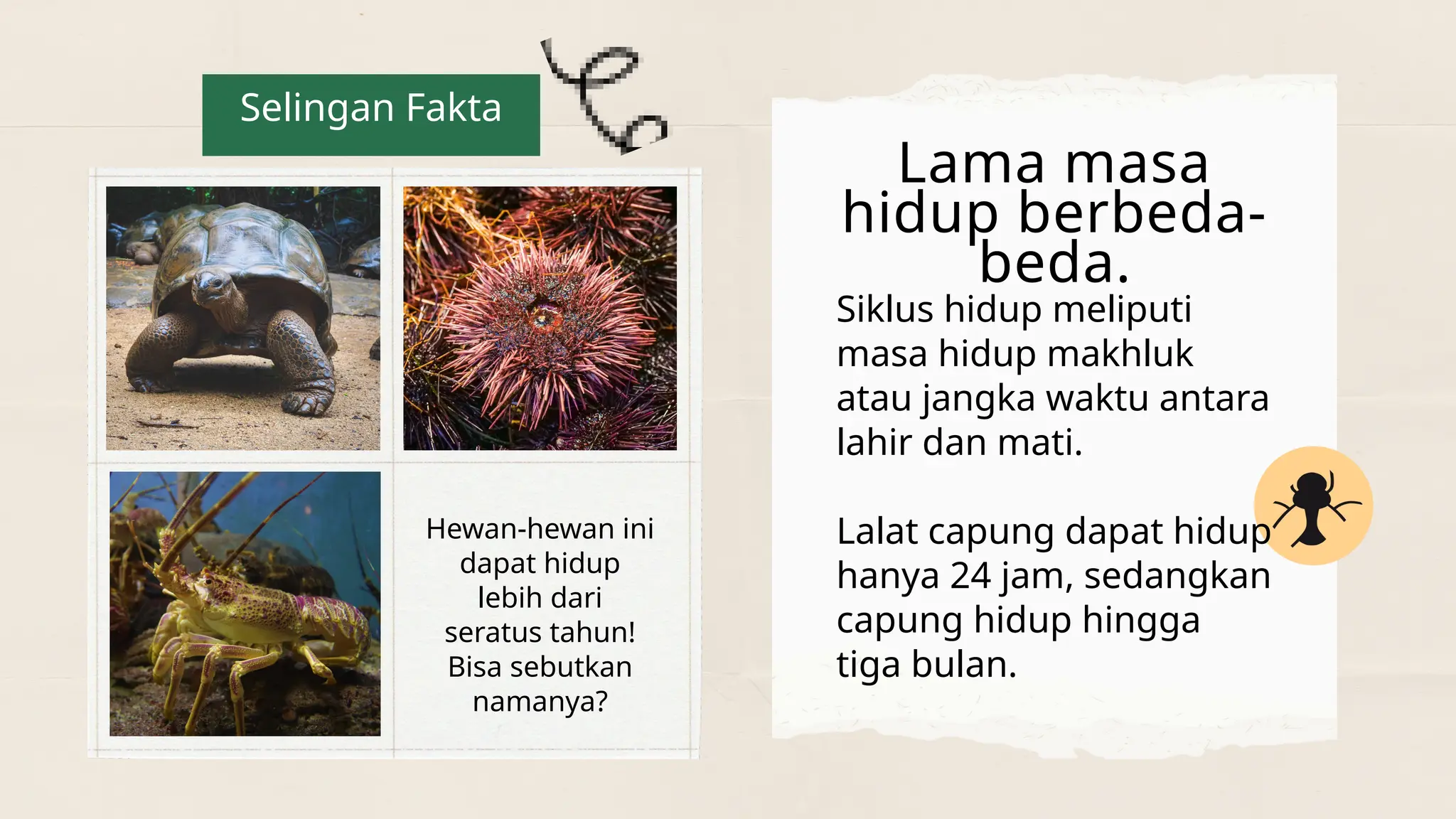 Presentasi Pendidikan Siklus Hidup Manusia dan Hewan Gaya Kolase Rapi ...