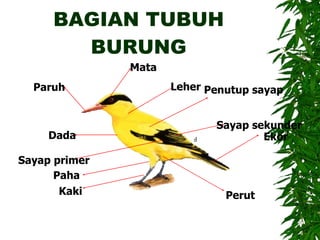 Presentasi pengamatan burung | PPT