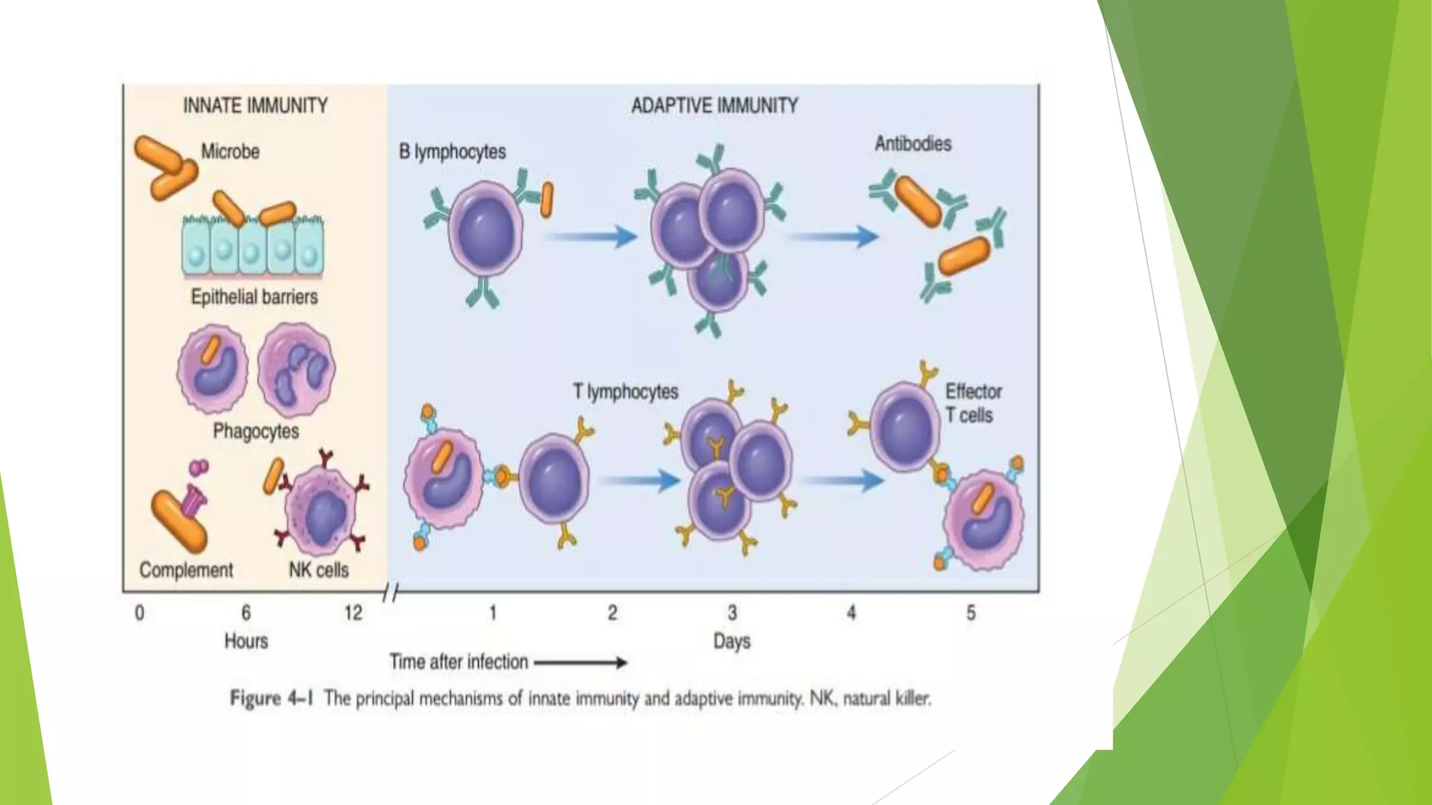 PRESENTASI PENYAKIT SISTEM IMUN 1 FEB 2017.pptx