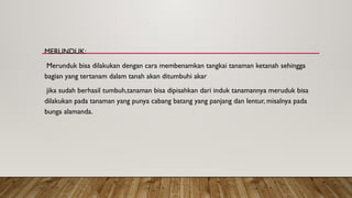 Presentasi perkembangbiakan angiospermae secara vegetatif buatan.pptx