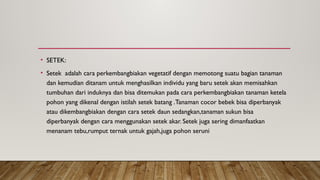 Presentasi perkembangbiakan angiospermae secara vegetatif buatan.pptx