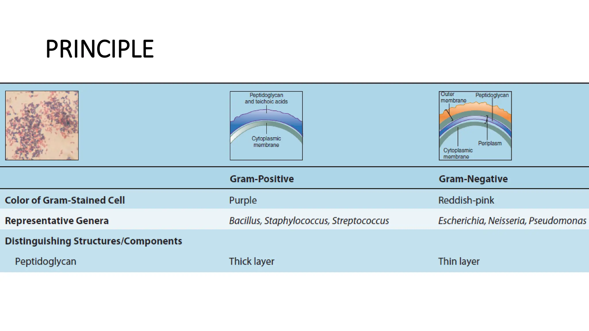 presentasi pewarnaan gram.pdffffffffffff | PDF