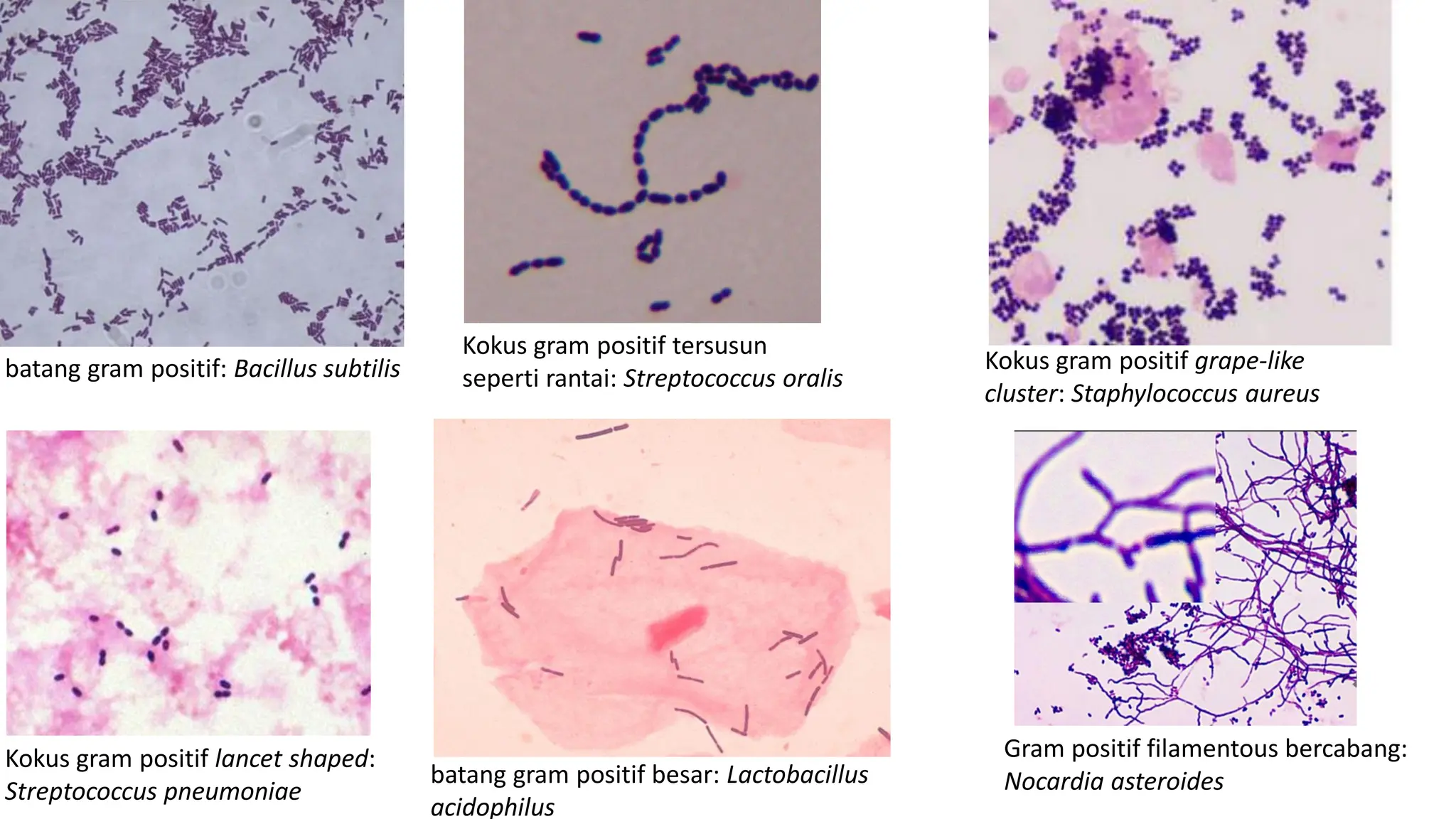 presentasi pewarnaan gram.pdffffffffffff | PDF
