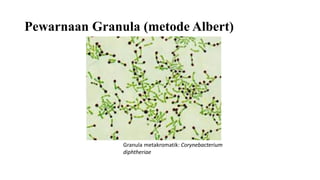 presentasi pewarnaan gram.pdffffffffffff | PDF
