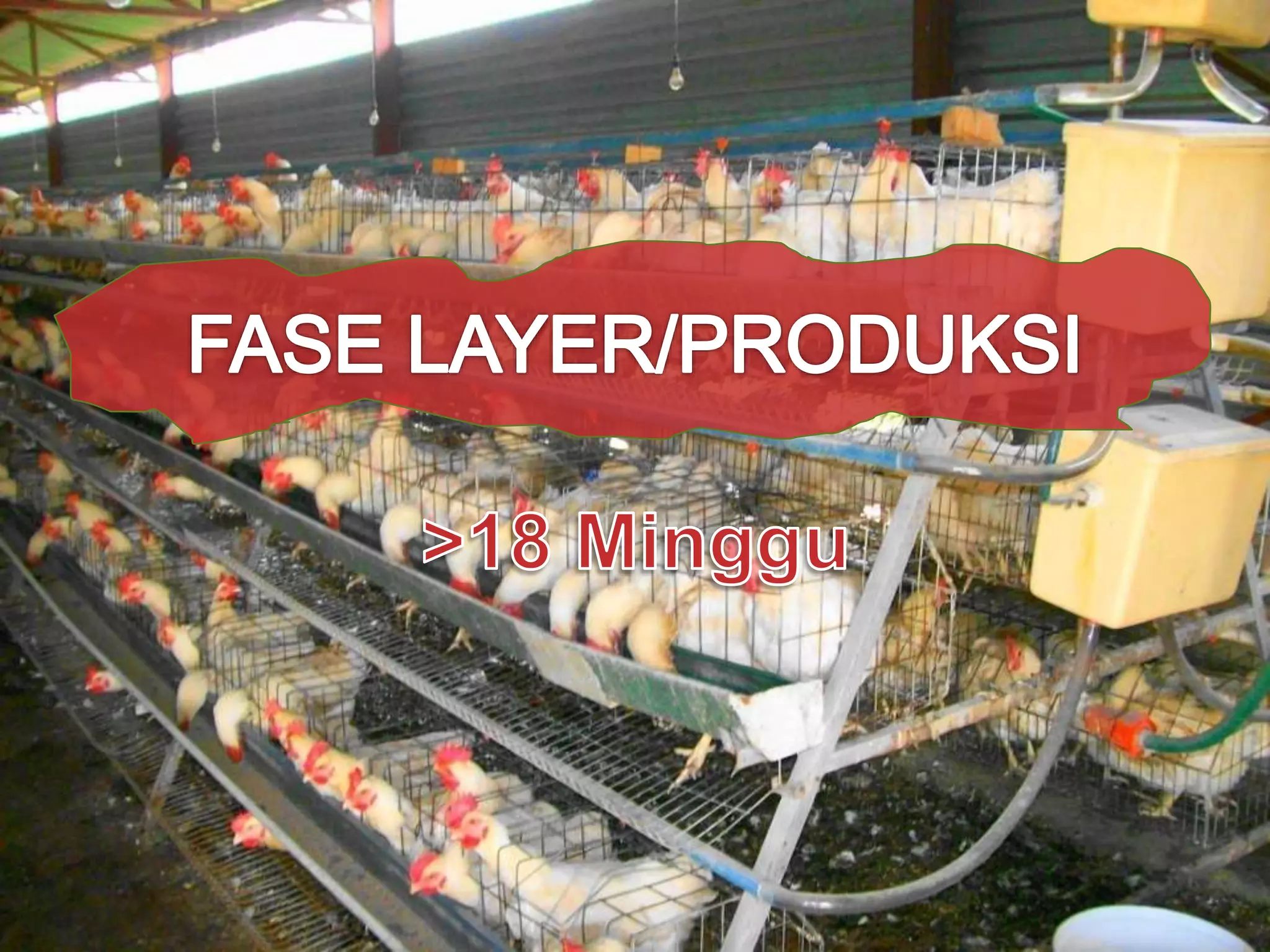 Pemeliharaan Ayam Ras Petelur Komersial | PPTX