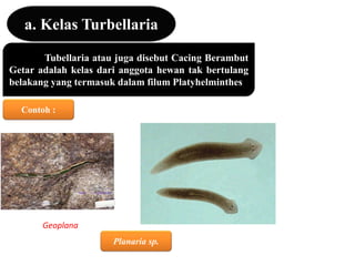 Presentasi zoologi invertebrata filum platyhelminthes | PPT