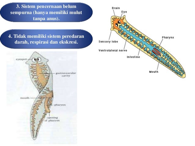 Alat Ekskresi Filum Platyhelminthes