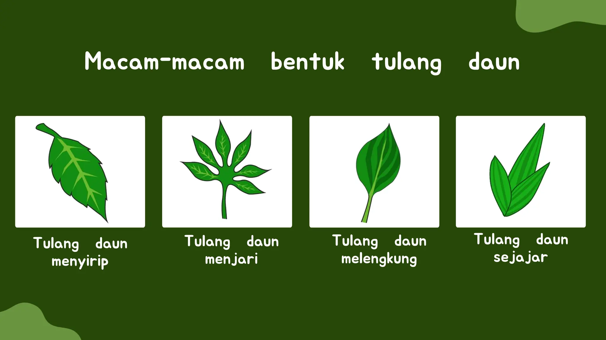 Presentasi Bagian-bagian Tumbuhan dan Fungsinya | PPTX