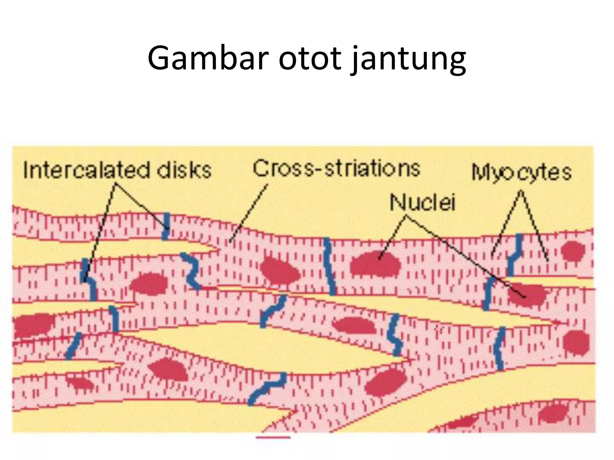 PRESENTASI_PPT_Powerpoint_OTOT_Muscles_p.pptx