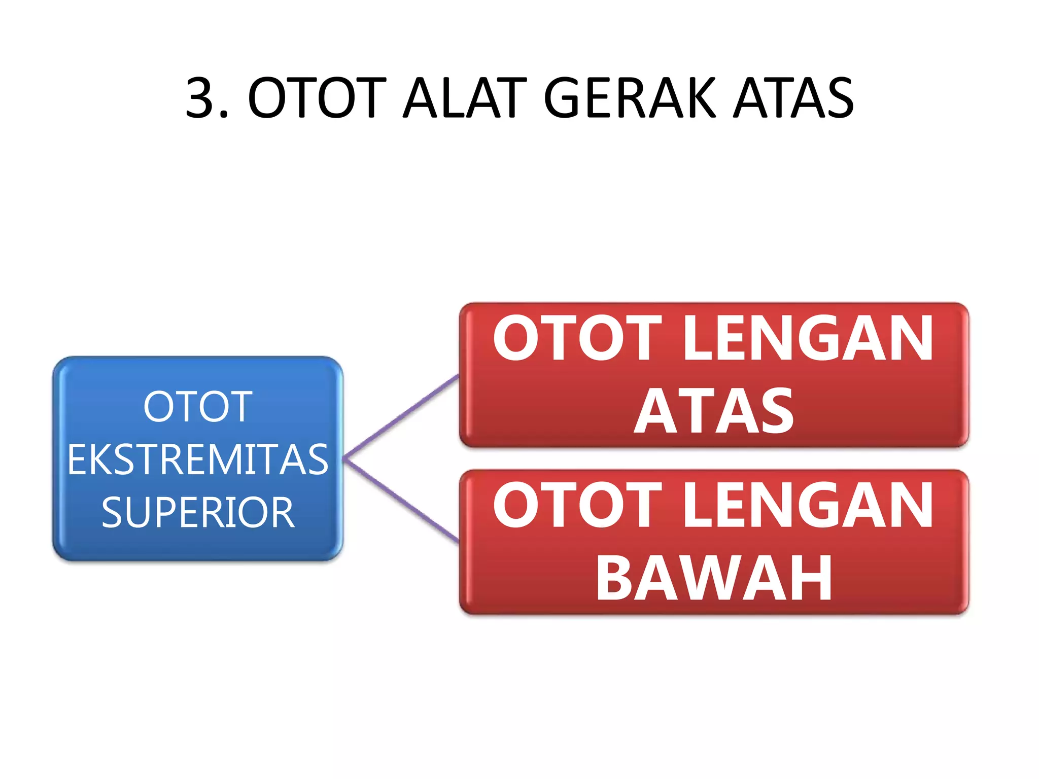 PRESENTASI_PPT_Powerpoint_OTOT_Muscles_p.pptx
