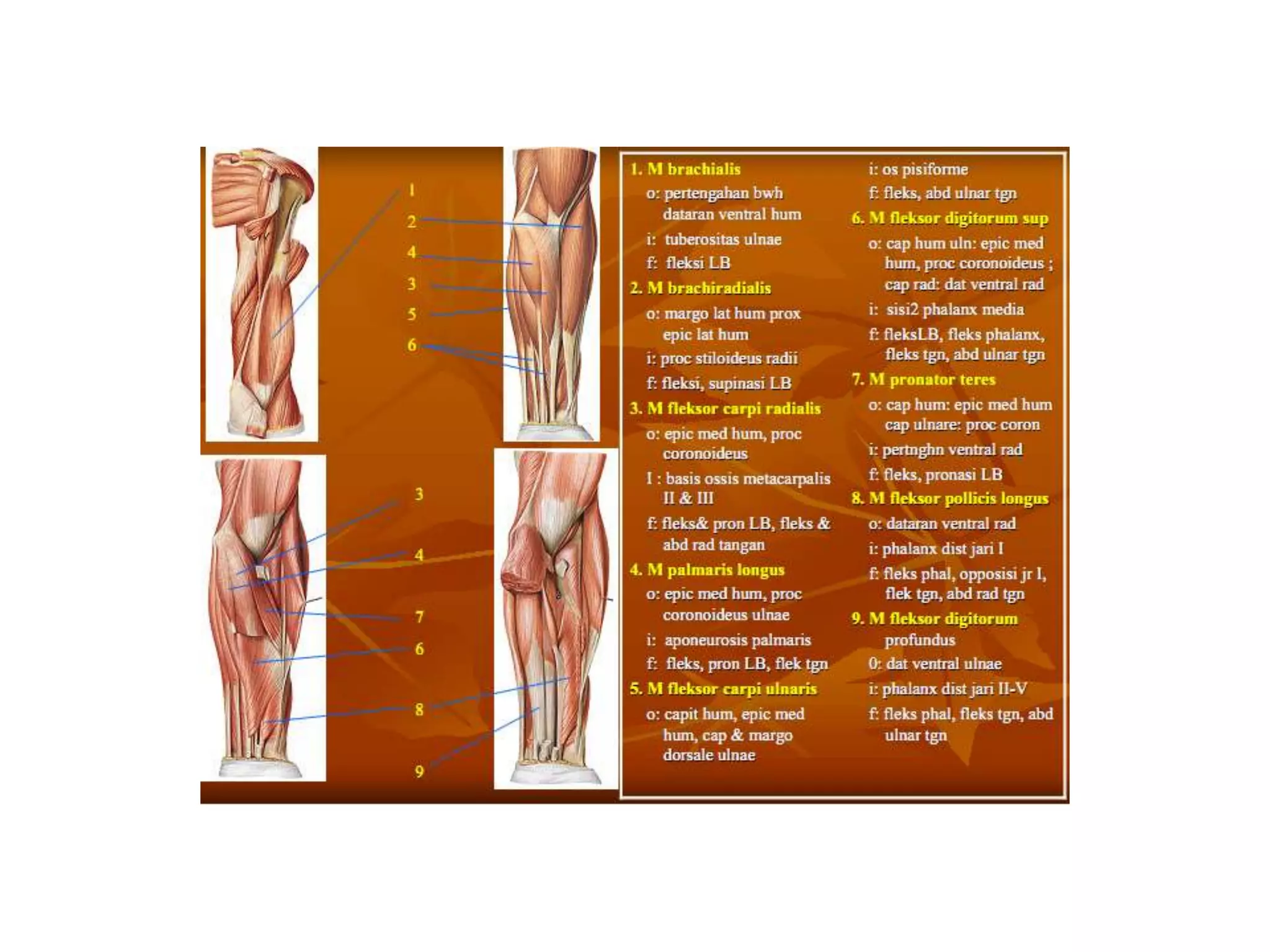 PRESENTASI_PPT_Powerpoint_OTOT_Muscles_p.pptx