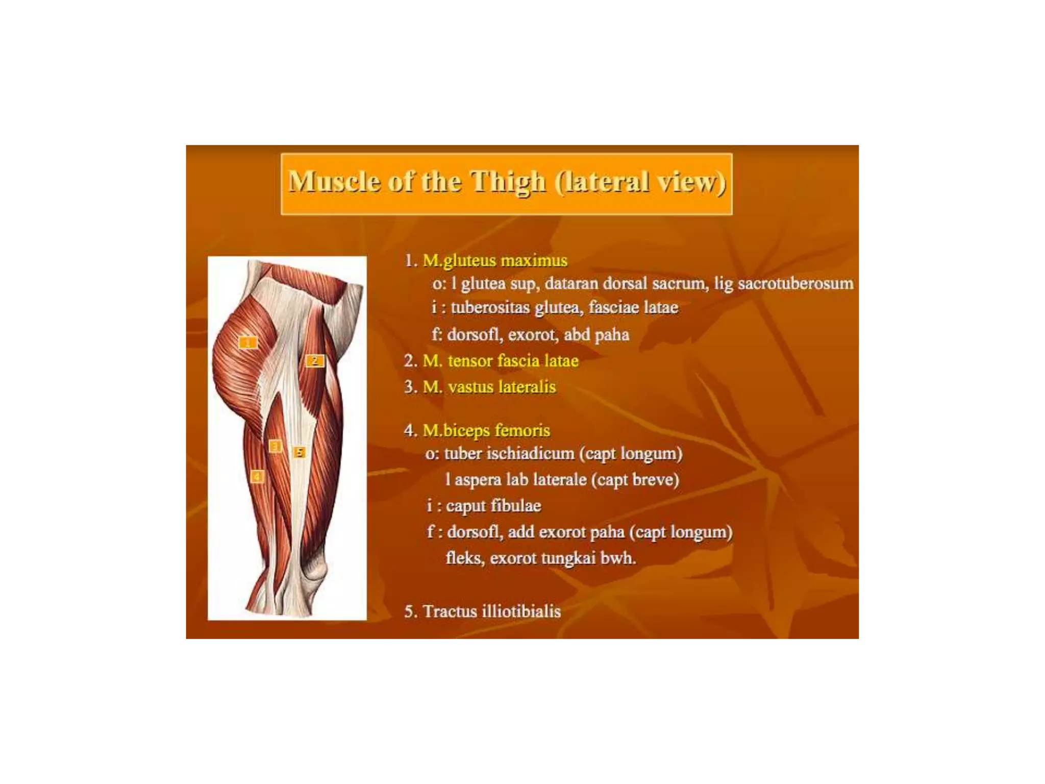 PRESENTASI_PPT_Powerpoint_OTOT_Muscles_p.pptx