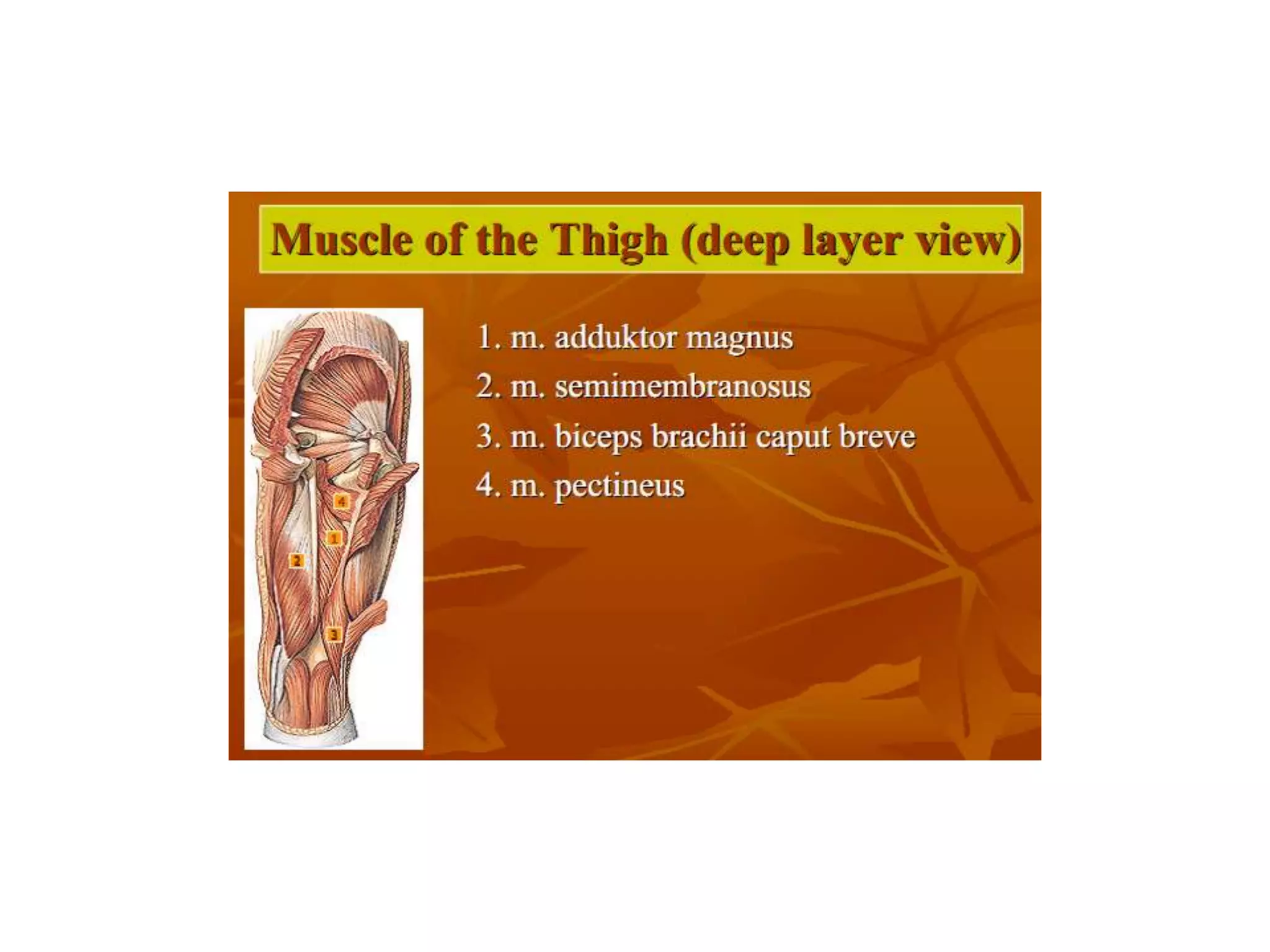 PRESENTASI_PPT_Powerpoint_OTOT_Muscles_p.pptx