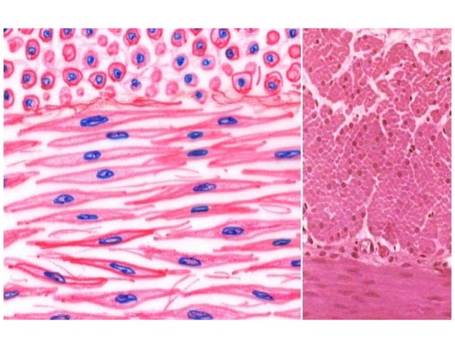 PRESENTASI_PPT_Powerpoint_OTOT_Muscles_p.pptx