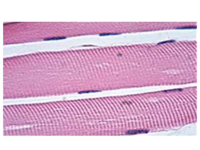 PRESENTASI_PPT_Powerpoint_OTOT_Muscles_p.pptx