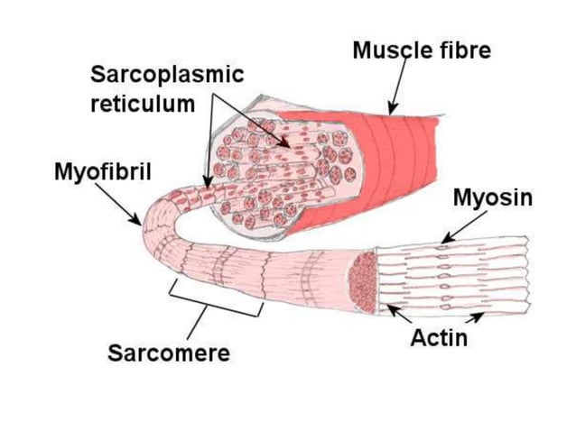 PRESENTASI_PPT_Powerpoint_OTOT_Muscles_p.pptx
