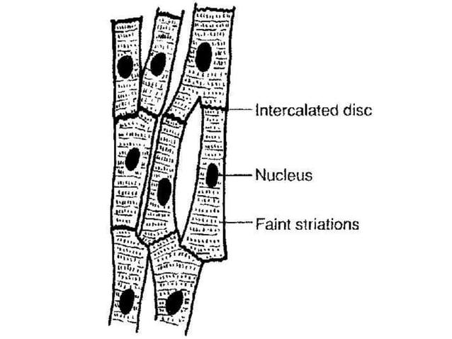 PRESENTASI_PPT_Powerpoint_OTOT_Muscles_p.pptx