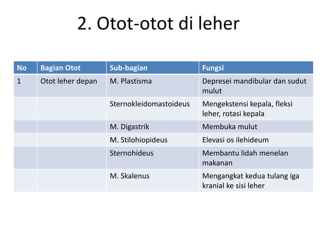 PRESENTASI_PPT_Powerpoint_OTOT_Muscles_p.pptx