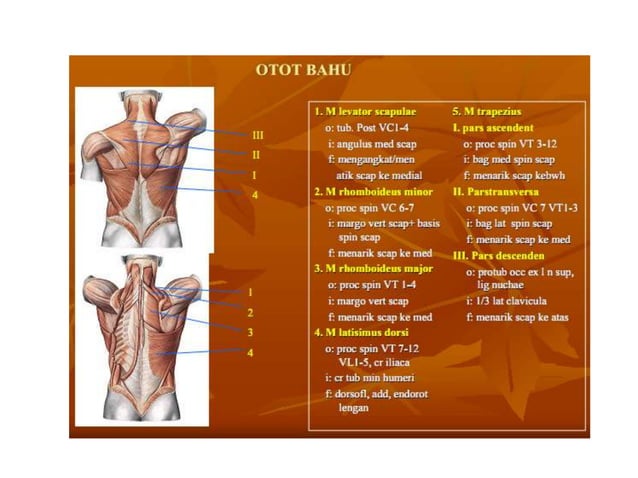 PRESENTASI_PPT_Powerpoint_OTOT_Muscles_p.pptx