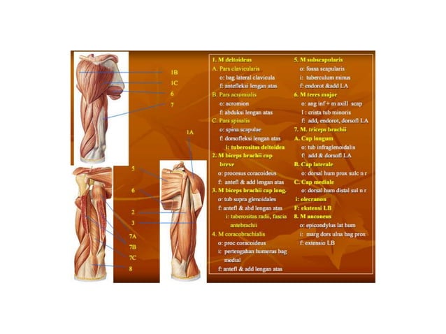 PRESENTASI_PPT_Powerpoint_OTOT_Muscles_p.pptx