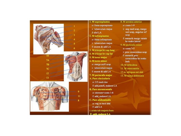 PRESENTASI_PPT_Powerpoint_OTOT_Muscles_p.pptx