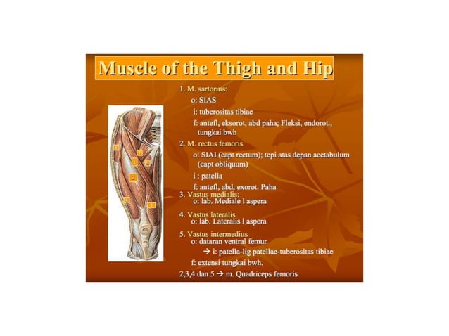 PRESENTASI_PPT_Powerpoint_OTOT_Muscles_p.pptx