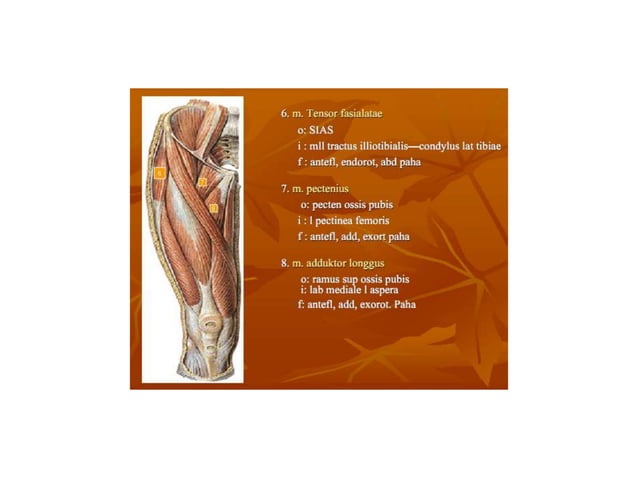PRESENTASI_PPT_Powerpoint_OTOT_Muscles_p.pptx
