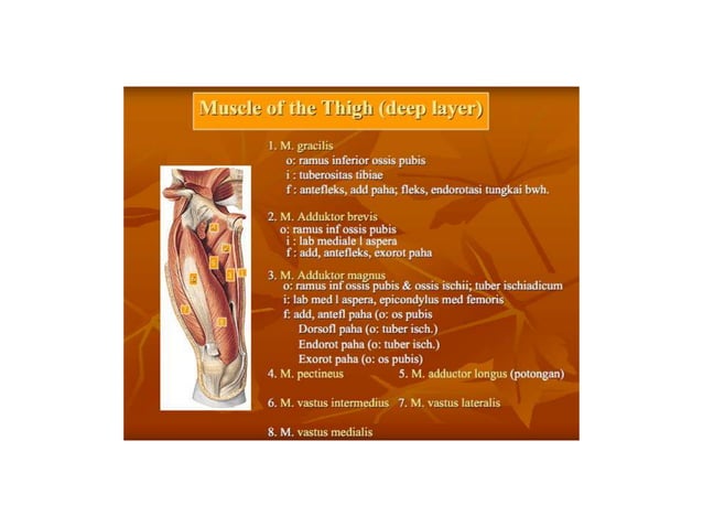 PRESENTASI_PPT_Powerpoint_OTOT_Muscles_p.pptx