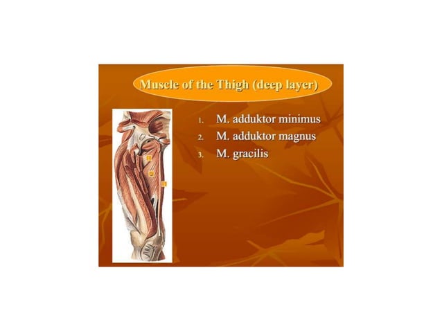 PRESENTASI_PPT_Powerpoint_OTOT_Muscles_p.pptx