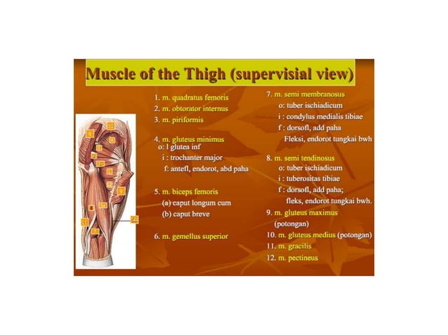PRESENTASI_PPT_Powerpoint_OTOT_Muscles_p.pptx